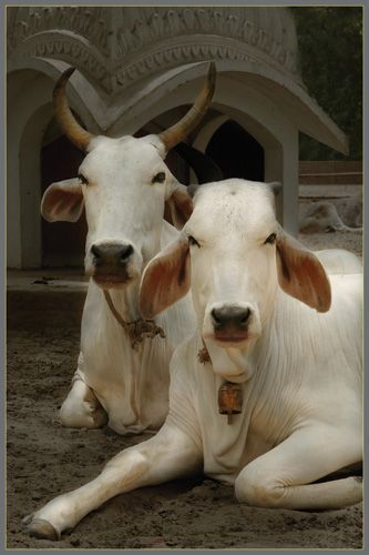 क्यों गाय की होती है पूजा? जानें इसके पीछे का कारण - Why is the cow ...