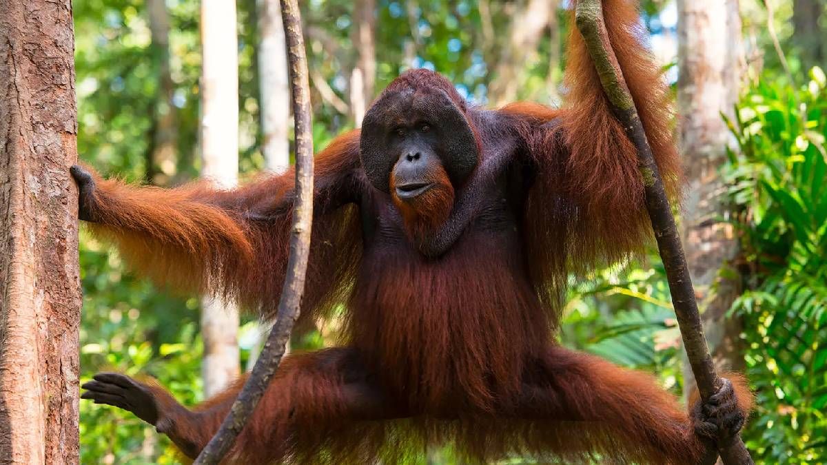 Animals that make sounds like screaming children