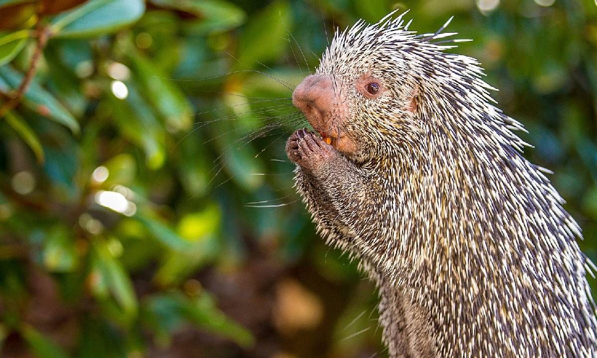 10 most camera shy animals in the world