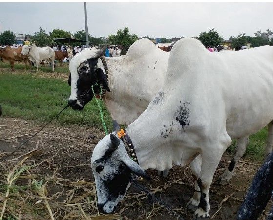 देवनी गाय के बारे में कितना जानते हैं? - How much do you know about ...