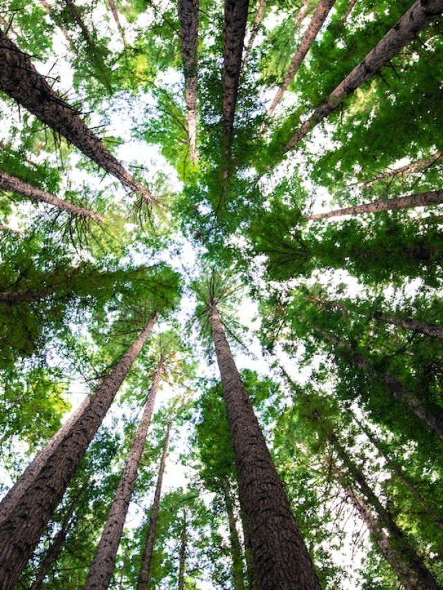 How To Calculate The Age Of A Tree