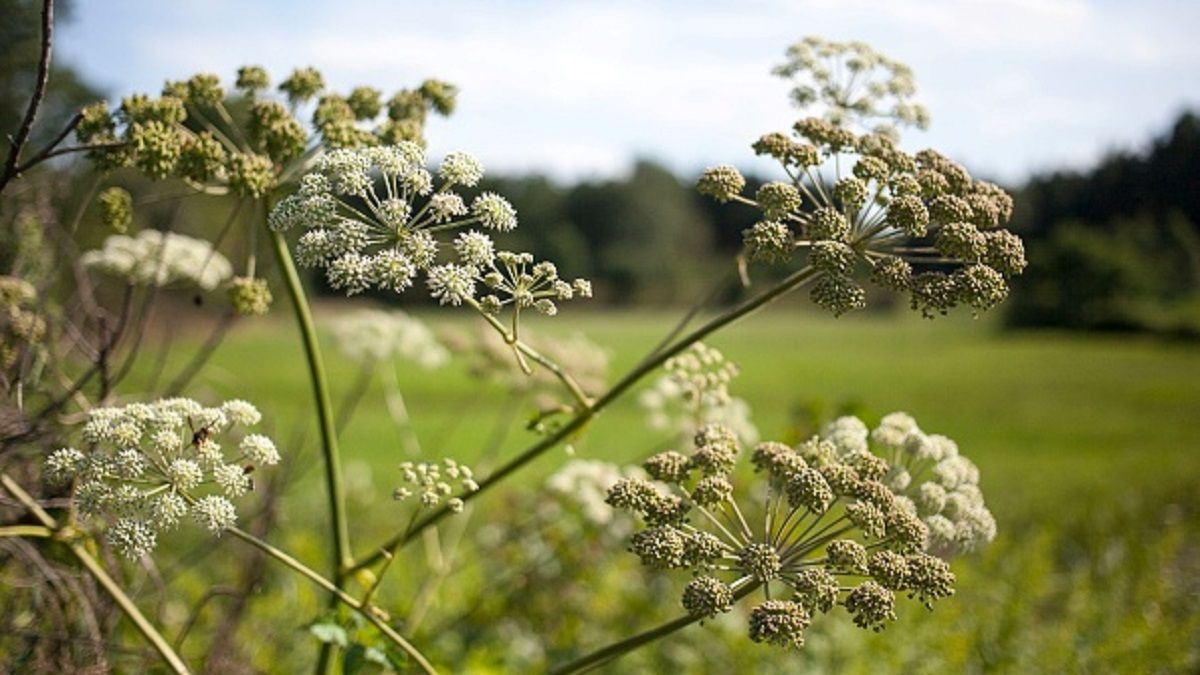 इस पौधे को क्यों कहा जाता है किलर ट्री? आप भी जानें - Killer tree giant ...