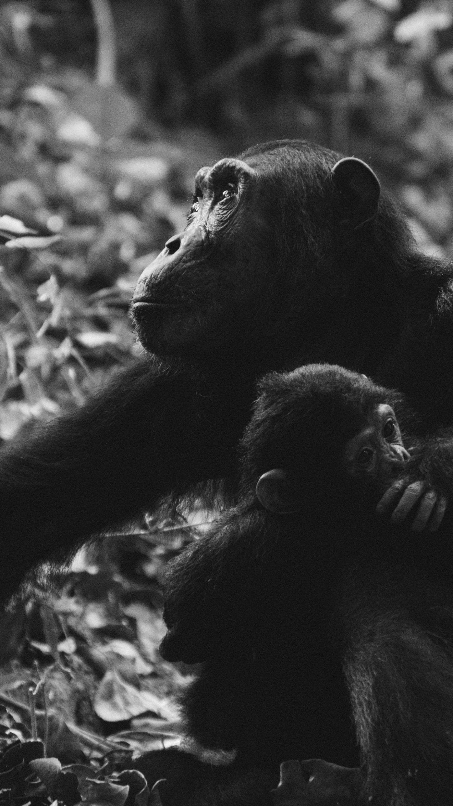 5 Animals That Act Like Humans