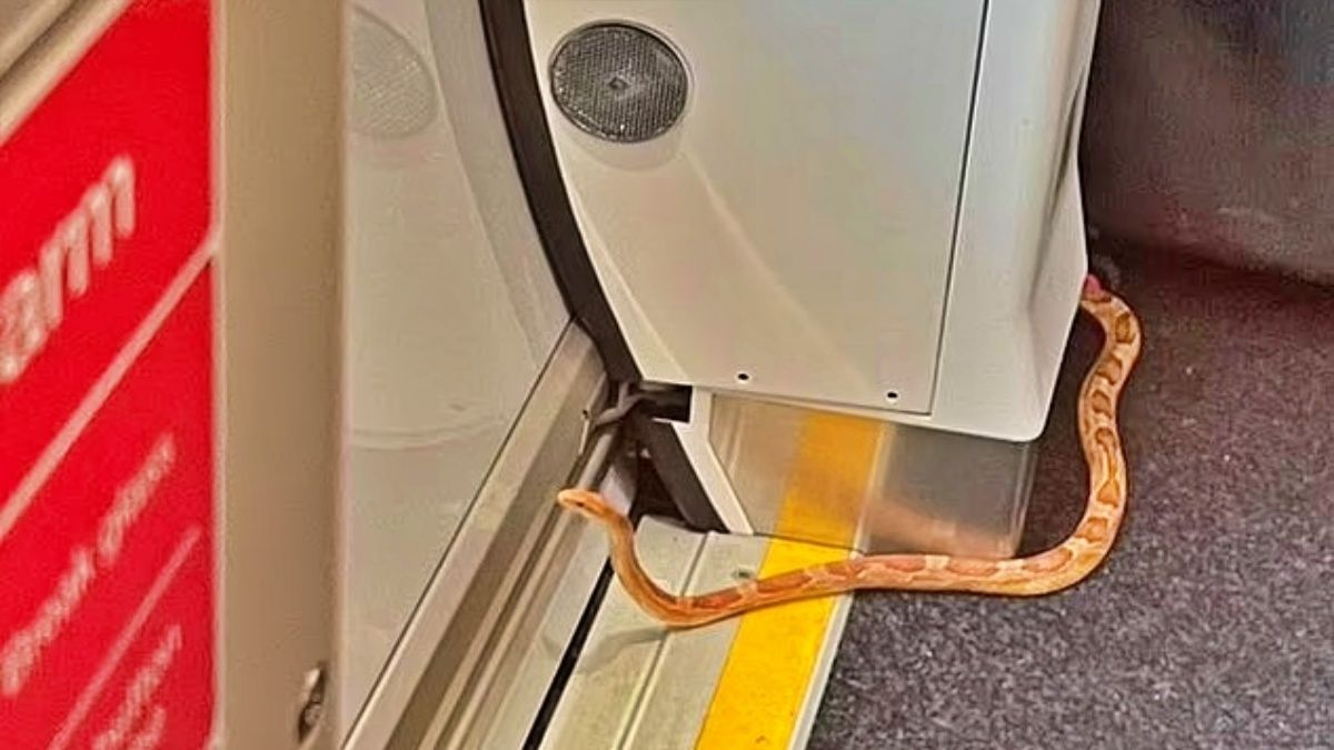 चलती ट्रेन के अंदर सांप! यात्रियों में मचा हड़कंप, PHOTOS - Snake ...