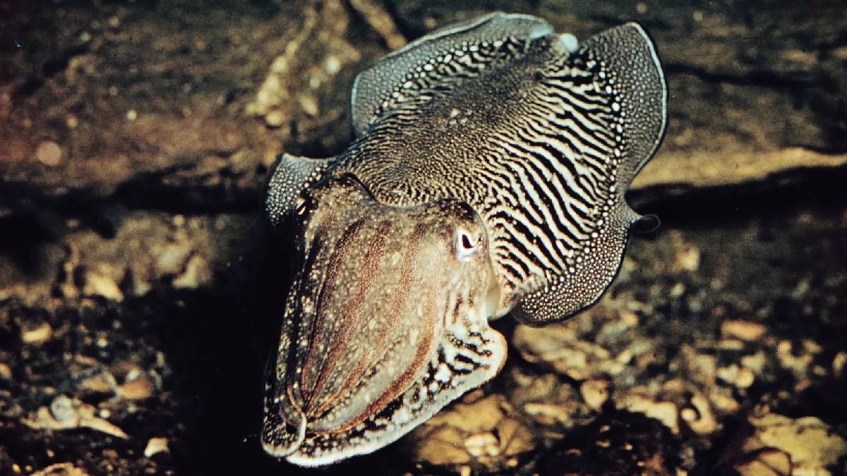 Animals that shapeshift to trick prey and predators