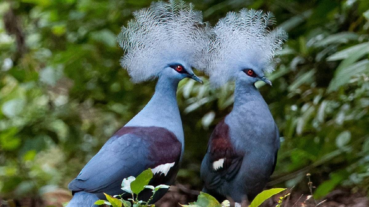Most beautiful pigeons in the world