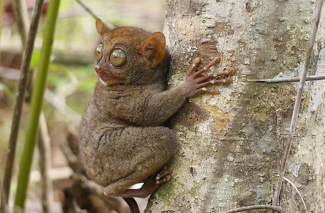 Animals Which Can Rotate Its Head