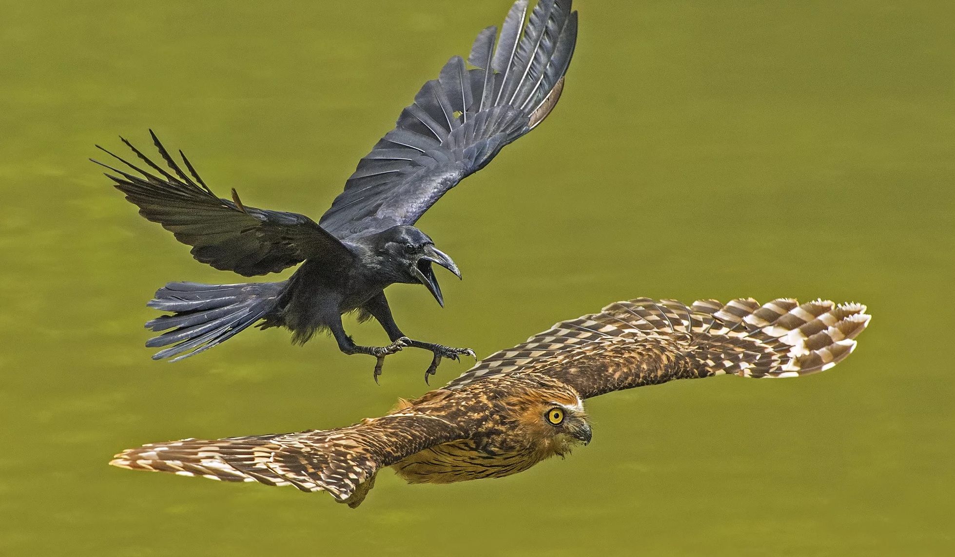 Animals That Hate Birds