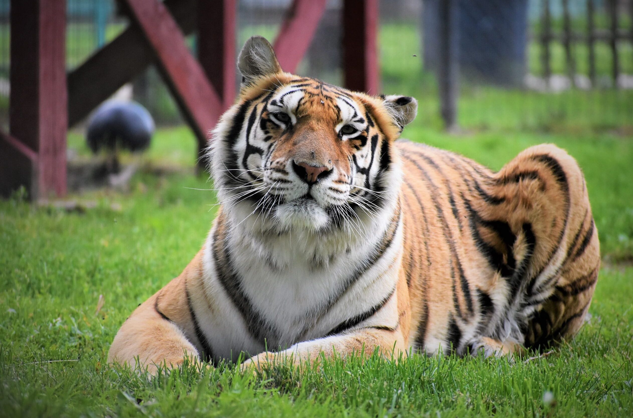 Most Powerful Tiger Species In The World