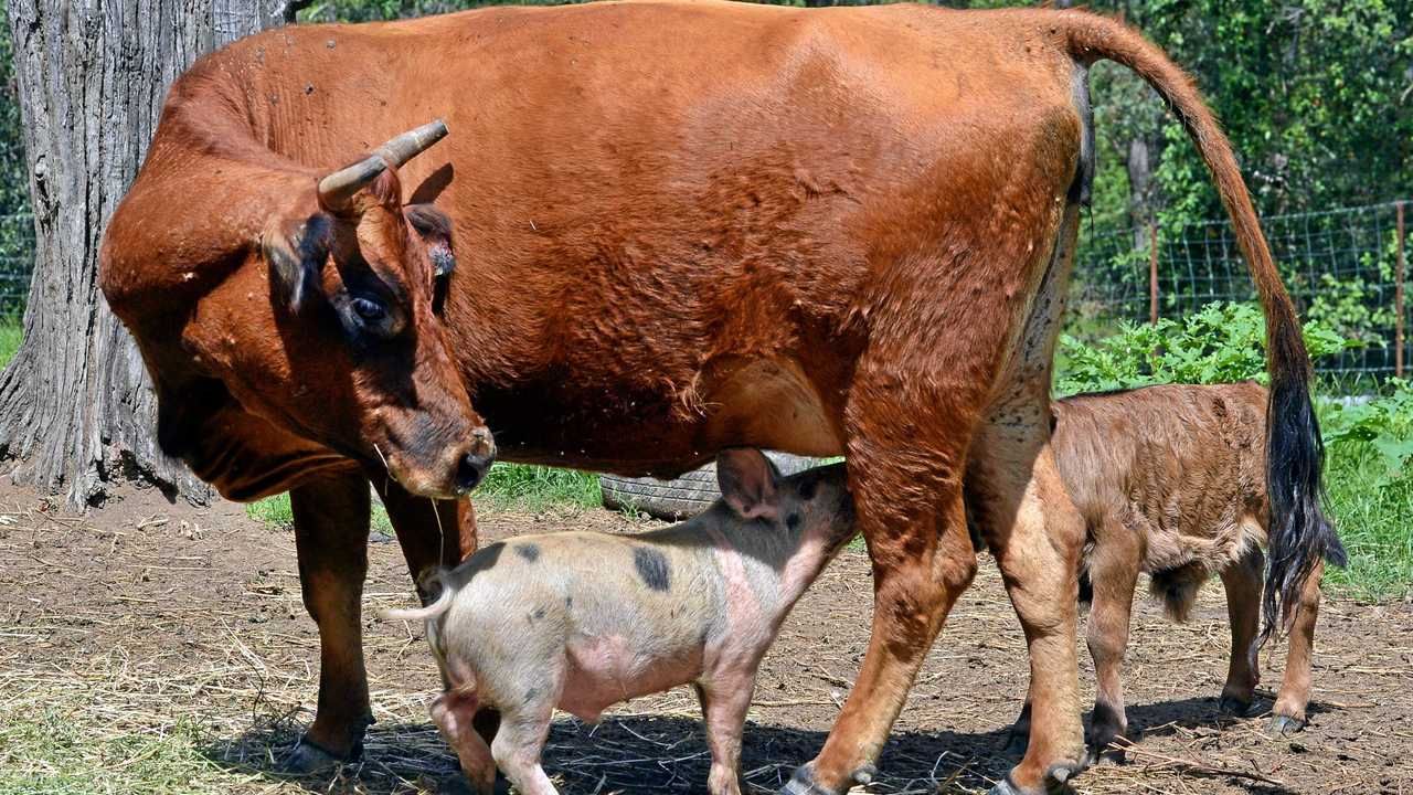 Animals That Can Drink Cow’s Milk