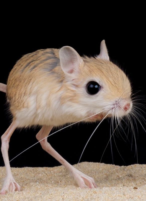 Animals with big feet