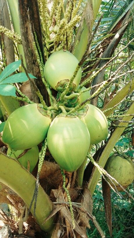 आखिर नारियल के अंदर पानी कहां से आता है? - Where does water inside the ...