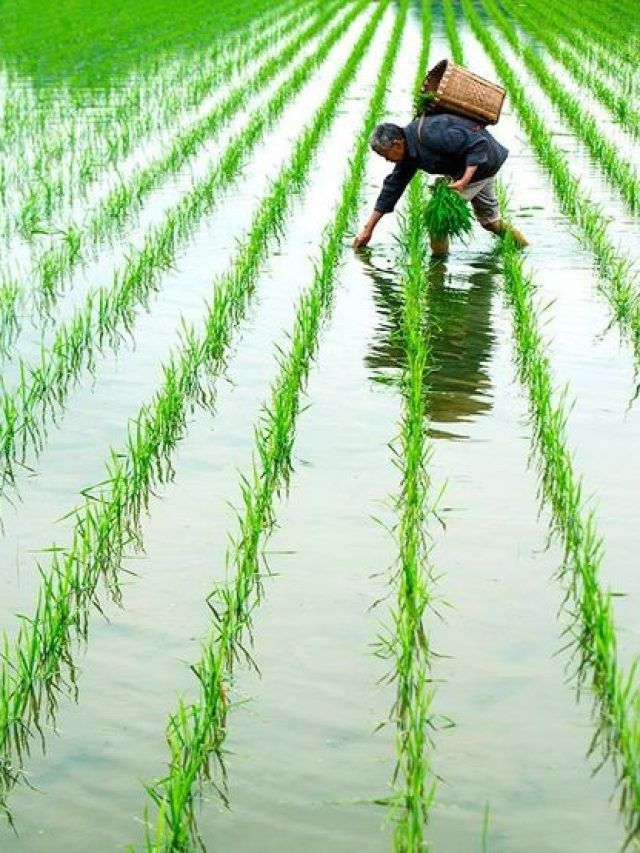 धान के खेत में बालियां आने लगी हैं तो तत्काल करें ये काम... - How to ...