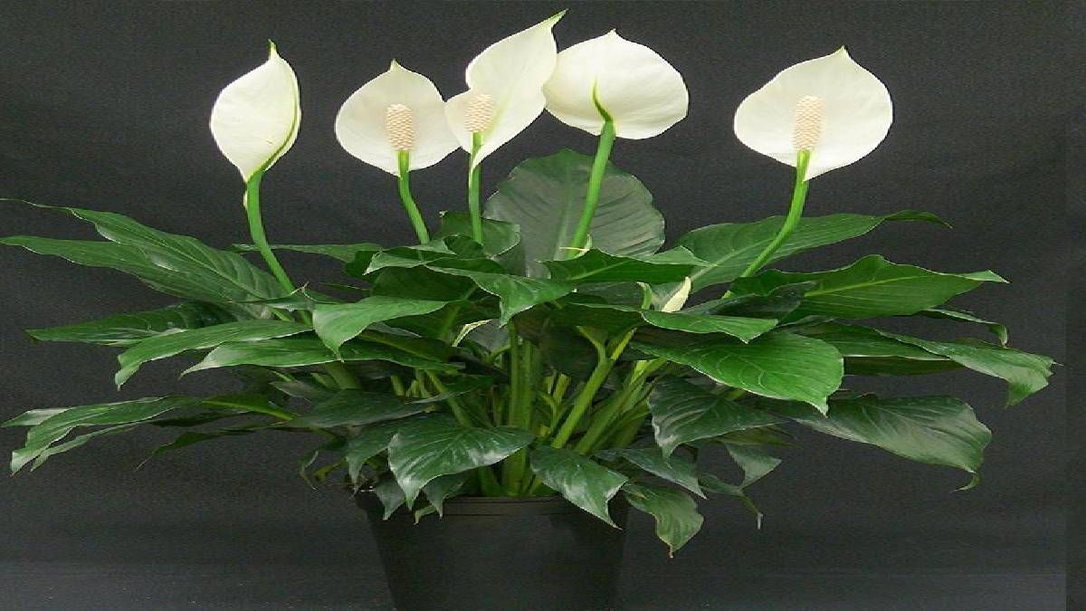 Seven Plants To Keep In Study Room