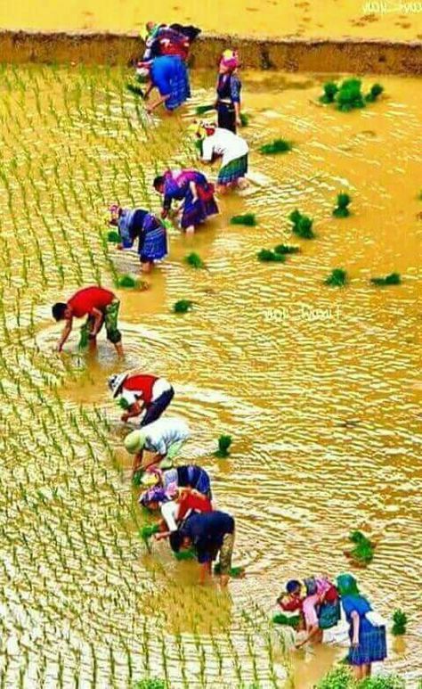 बाढ़ में भी खराब नहीं होगी धान की ये किस्में - These varieties of paddy ...