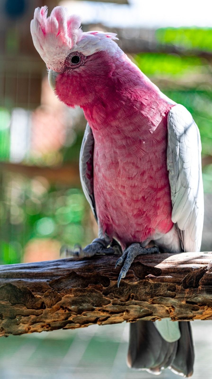 Most Beautiful Parrots in the World