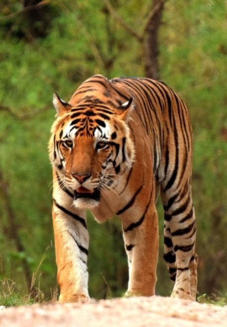 Types of Tigers in the World