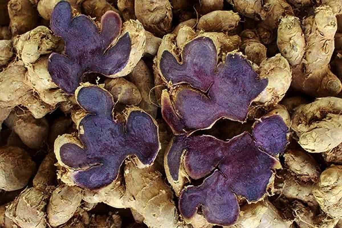 Health Benefits of Black Turmeric