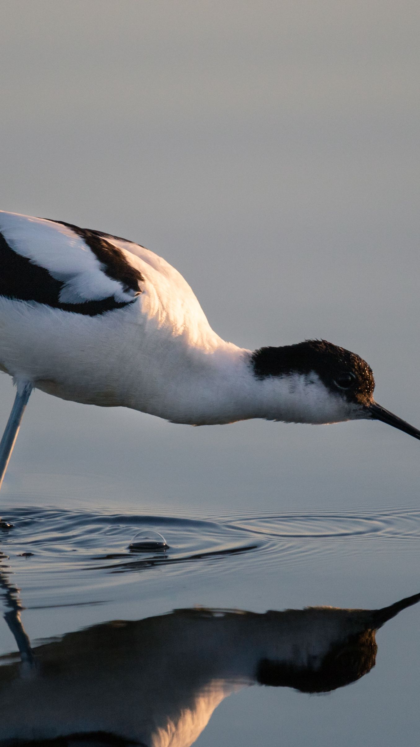 4 Animals That Walk on Water