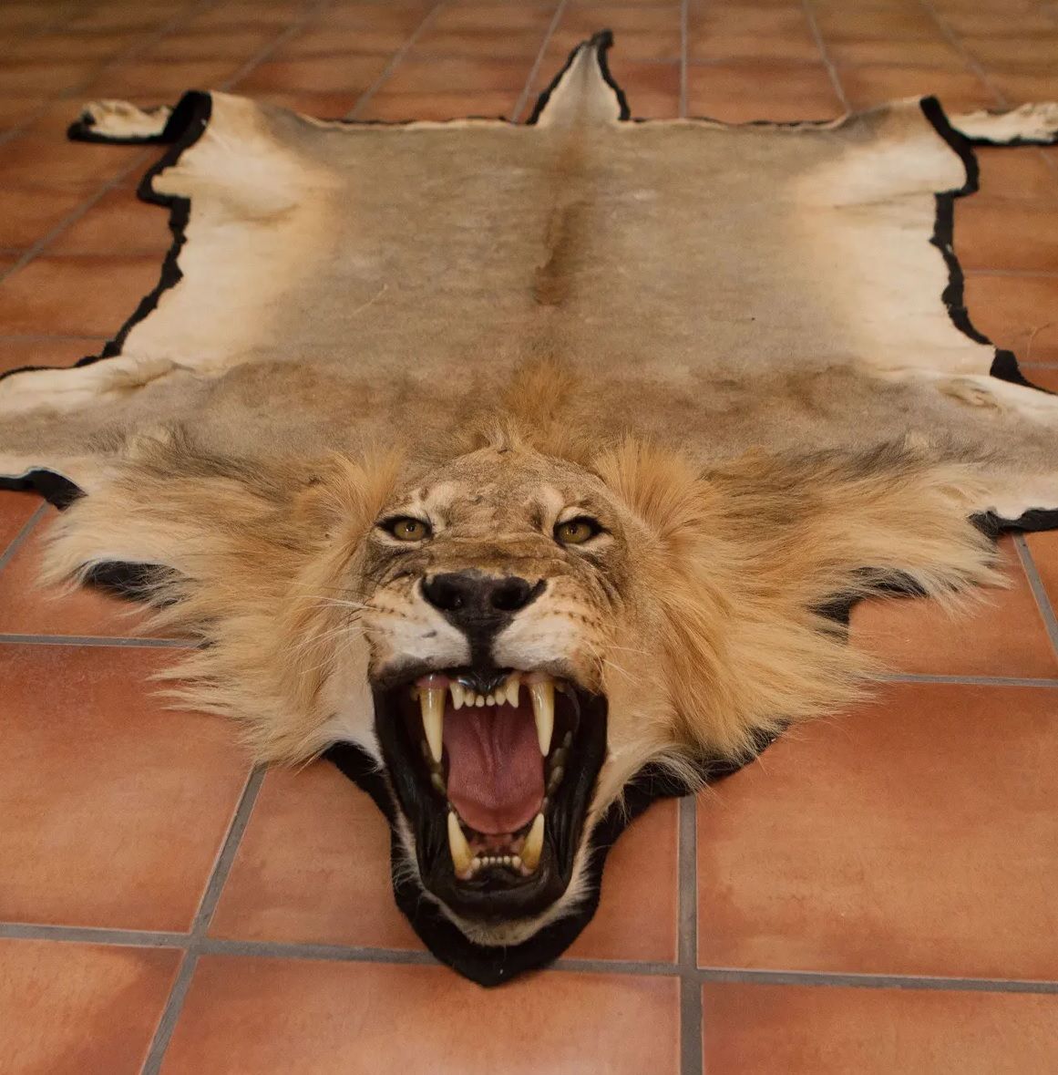 Evolution of Animal Skins in Fashion