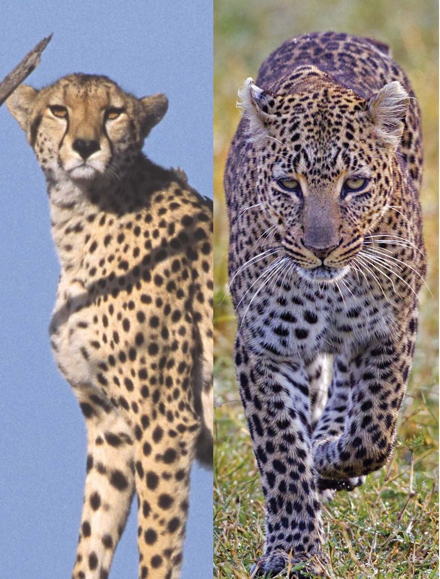 Cheetah vs. Leopard: Who Would Win in a Fight?