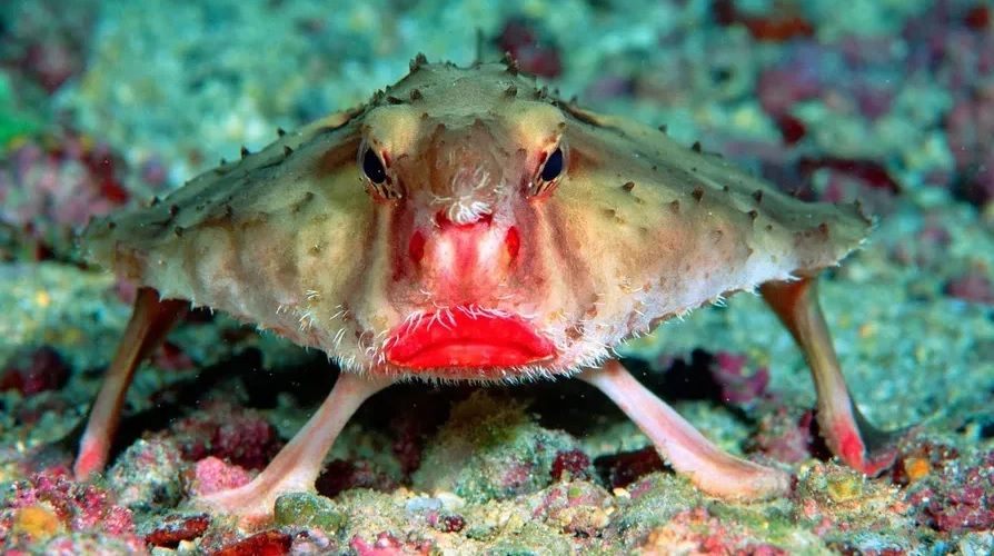World's Strangest and Most Unusual-Looking Fish Species