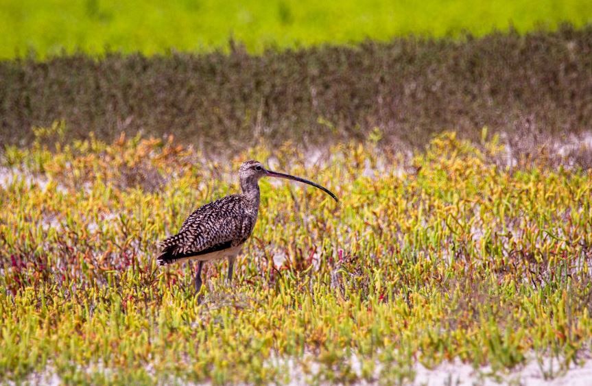 6 Birds with the longest beaks