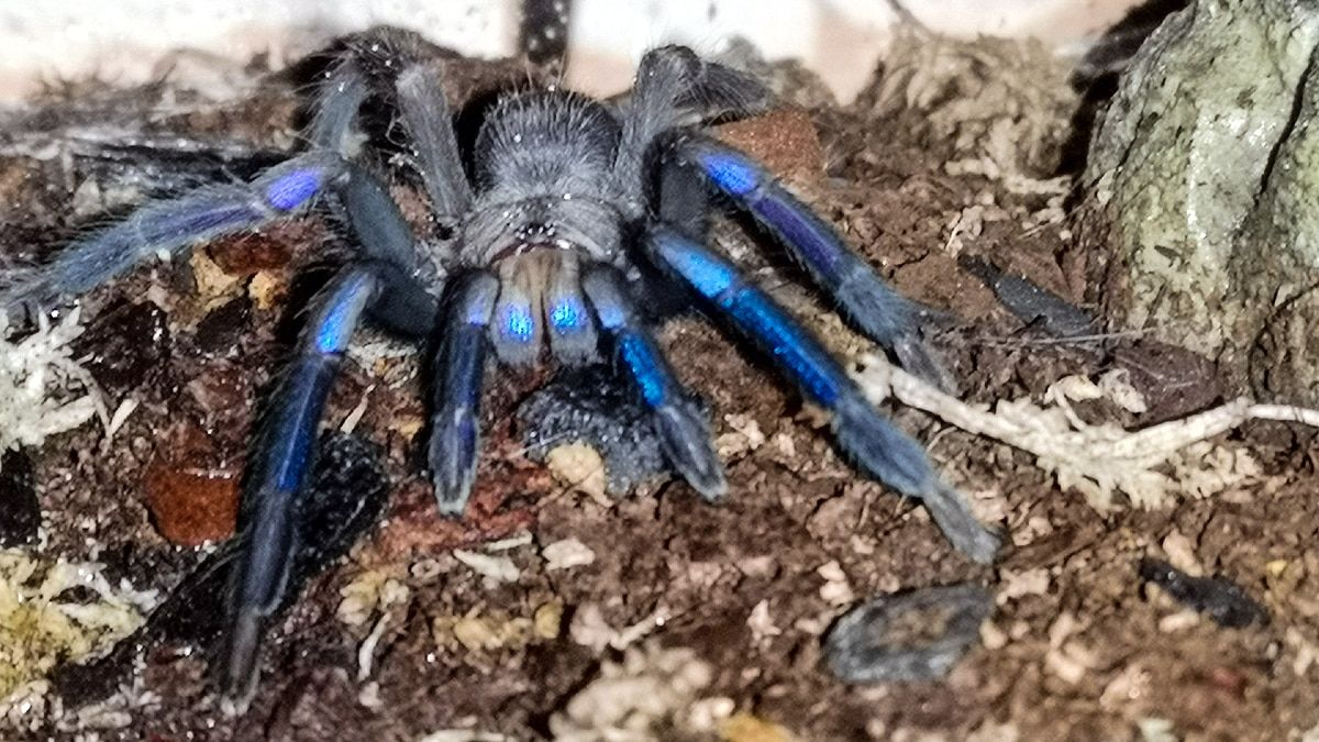 क्या आपने देखी नीली मकड़ी? यहां खोजी गई जहरीली टैरेंटुला की नई प्रजाति ...