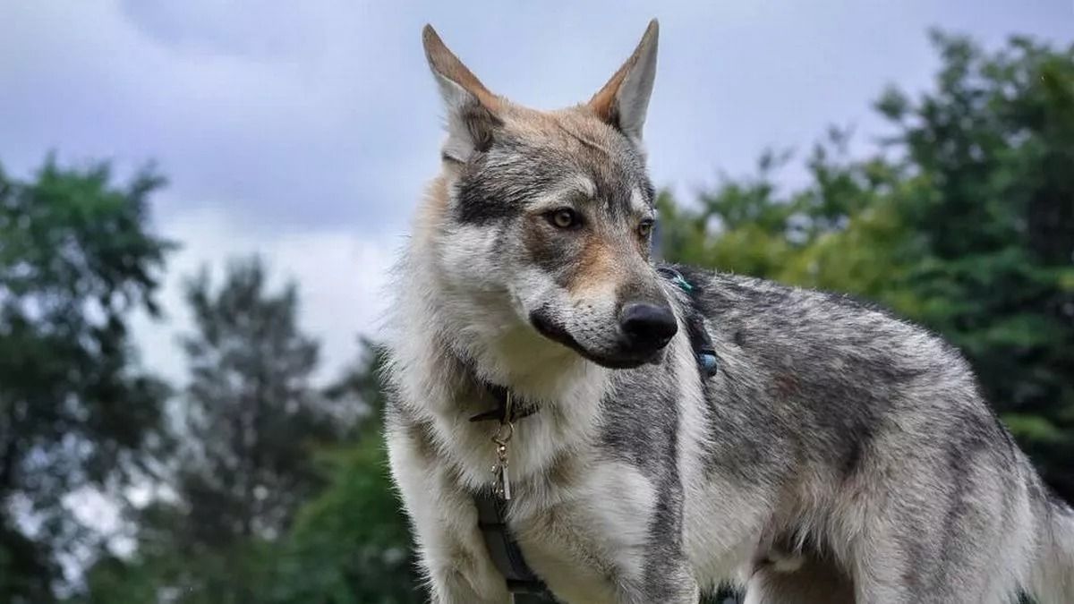 Wolf Dog Breeds In The World