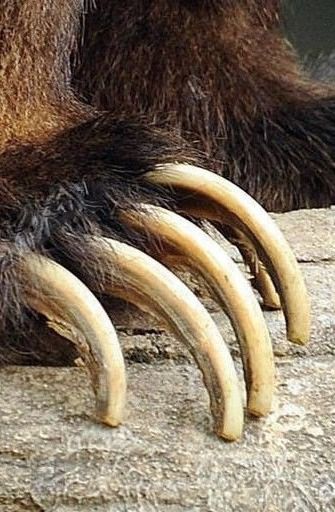 Animals with sharp, long claws