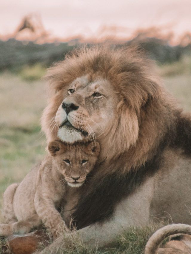 4 Amazing Dads of The Animal Kingdom