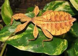 World's most unique and rare insects