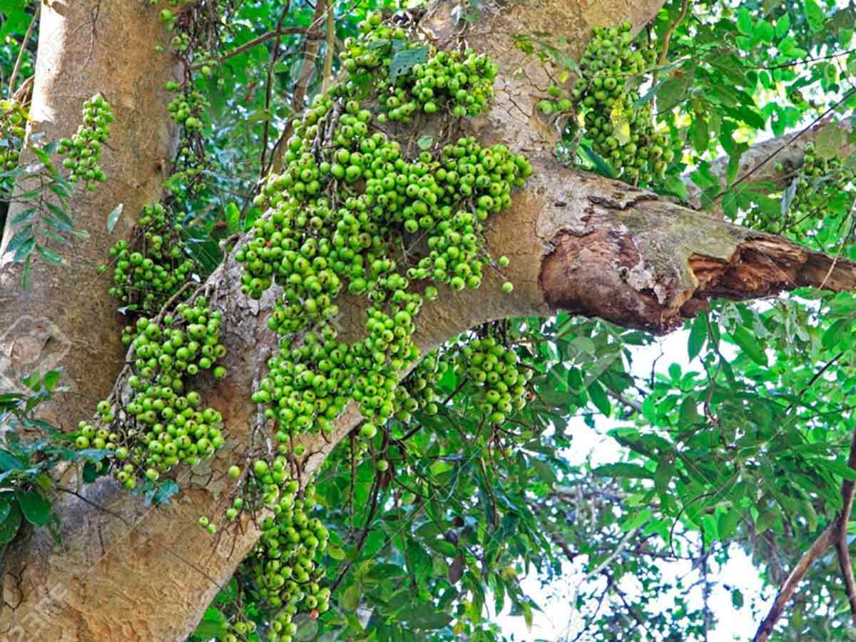 हिंदू धर्म में धन की कमी दूर करने वाला मानते हैं ये पेड़! - In hindu ...