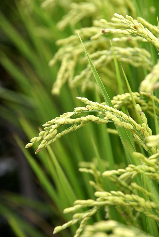 धान की बालियां होने लगें तैयार, तो सिंचाई के दौरान रखें इन 3 बातों का ...