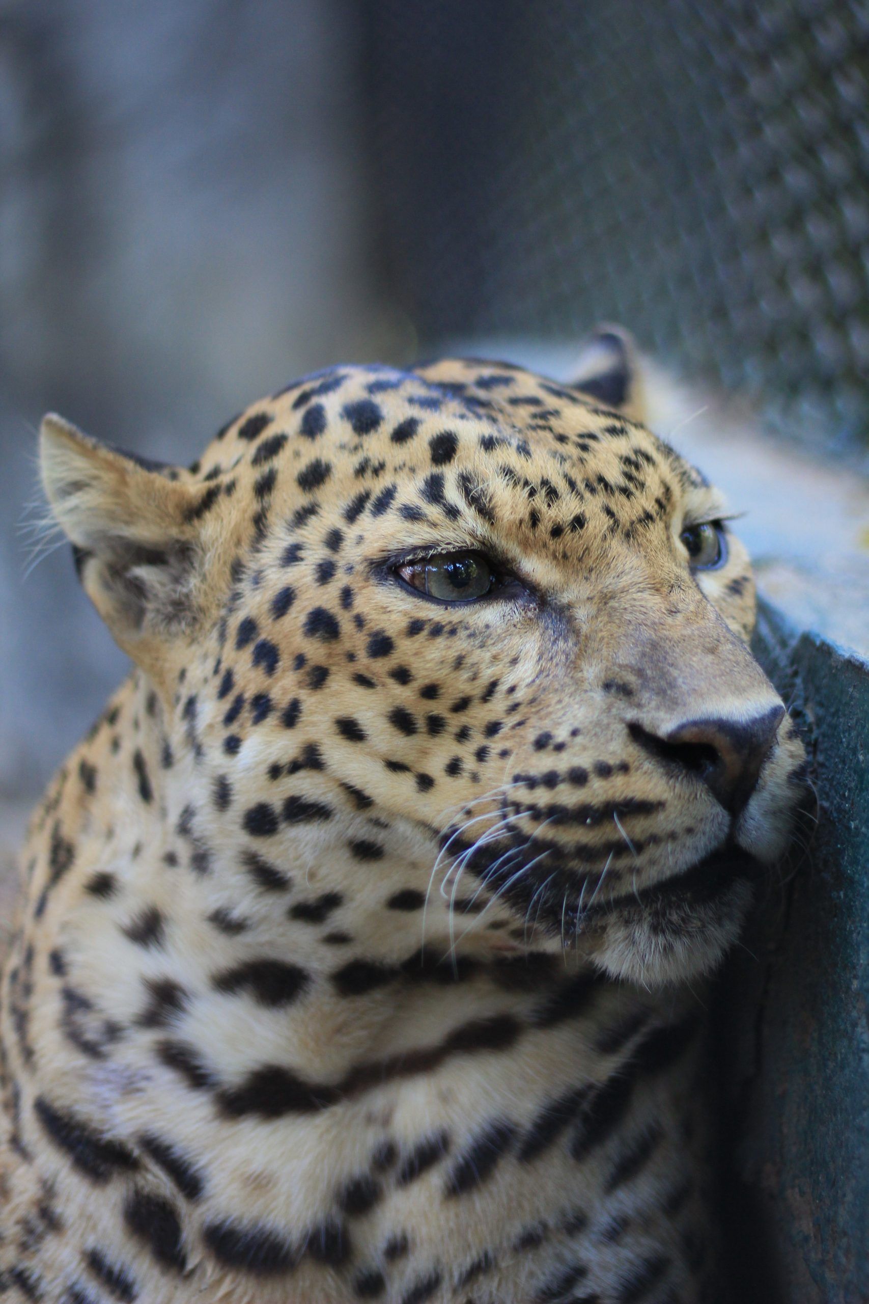 Animals With the Best Long Distance Vision