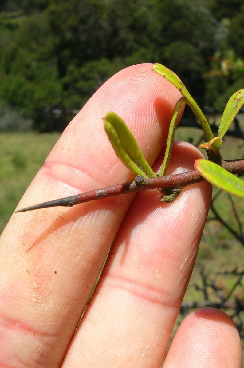 Trees that have Deadly Thorns