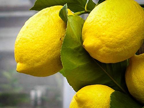 Exotic lemon varieties around the world and their health benefits