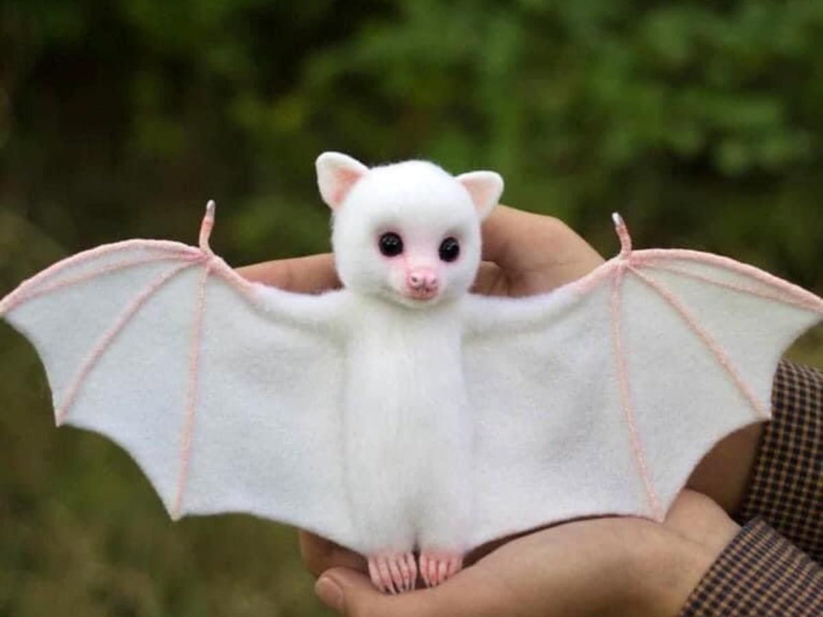 World's most incredible and rare white bats