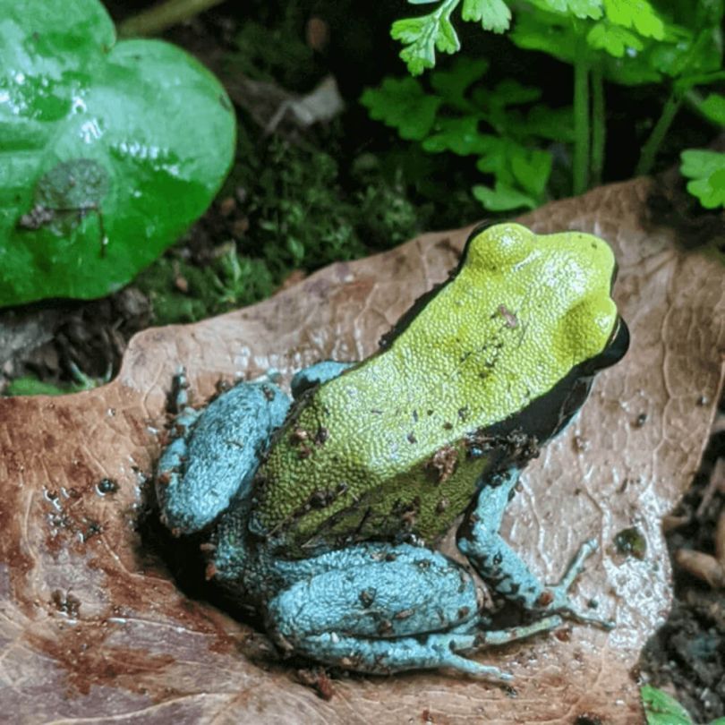 Endangered Blue Frogs Amphibian Crisis: 41% Of Species Deemed