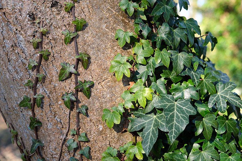 Best wall plants for your garden