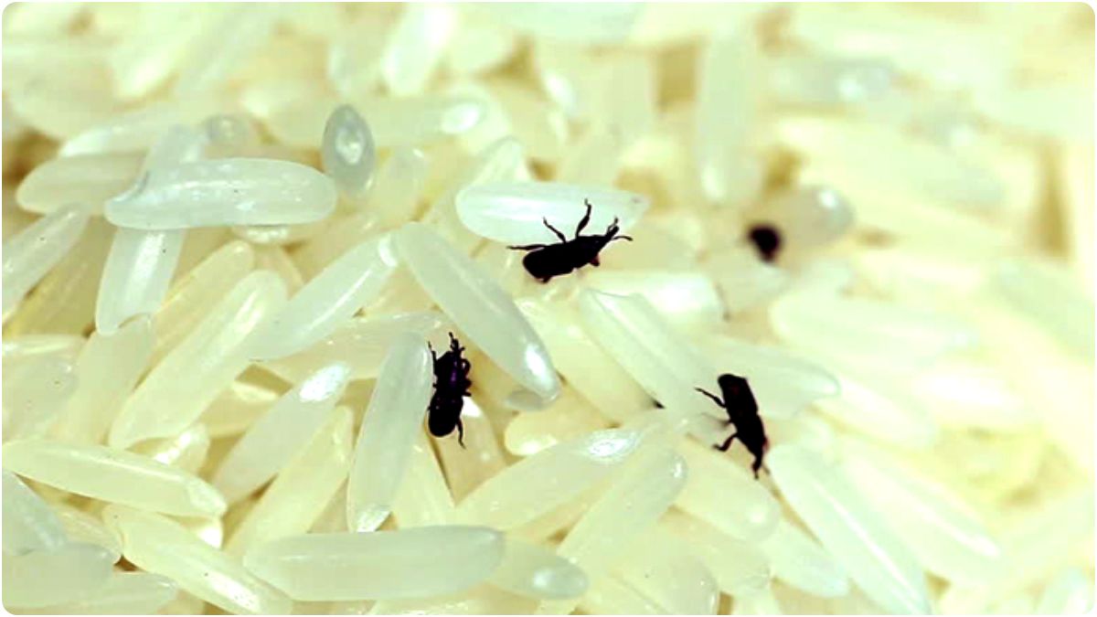 এই ৬ পদ্ধতিতে রাখলে কখনও চালে পোকা ধরবে না - Keep bugs away from rice ...