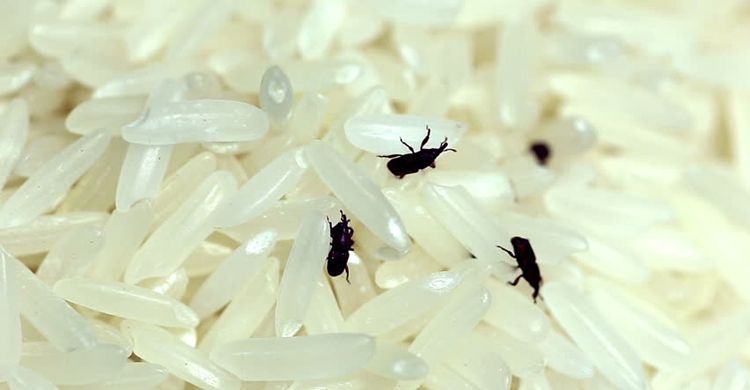 এই ৩ গোটা মশলা চালে ফেলে রাখুন, পোকা তেড়েমেড়ে পালাবে - Keep these 3 ...