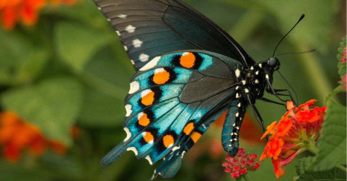 Ten Most Poisonous Butterflies in the World