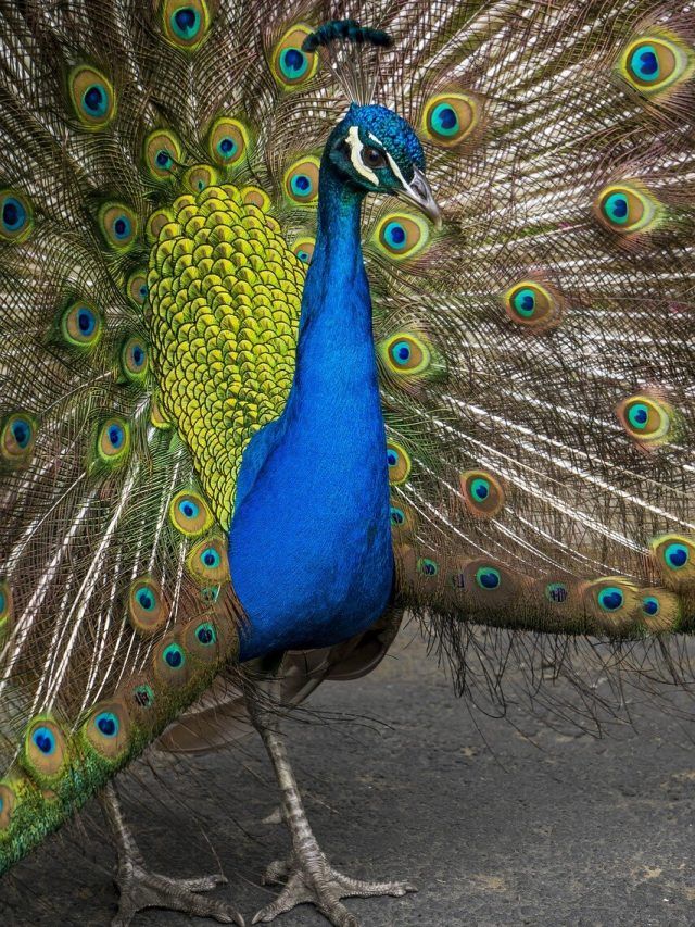 5 Wonderful Dancing Birds in the World