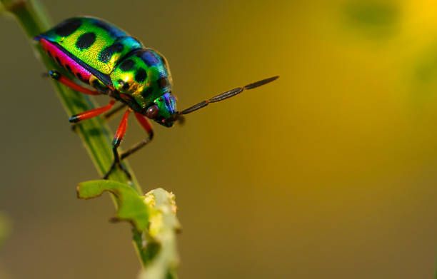 Most Colorful Beetles Of The World