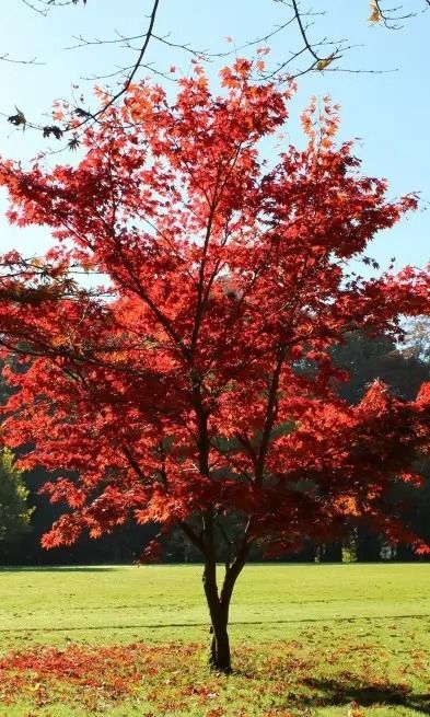 Trees with Red Leaves