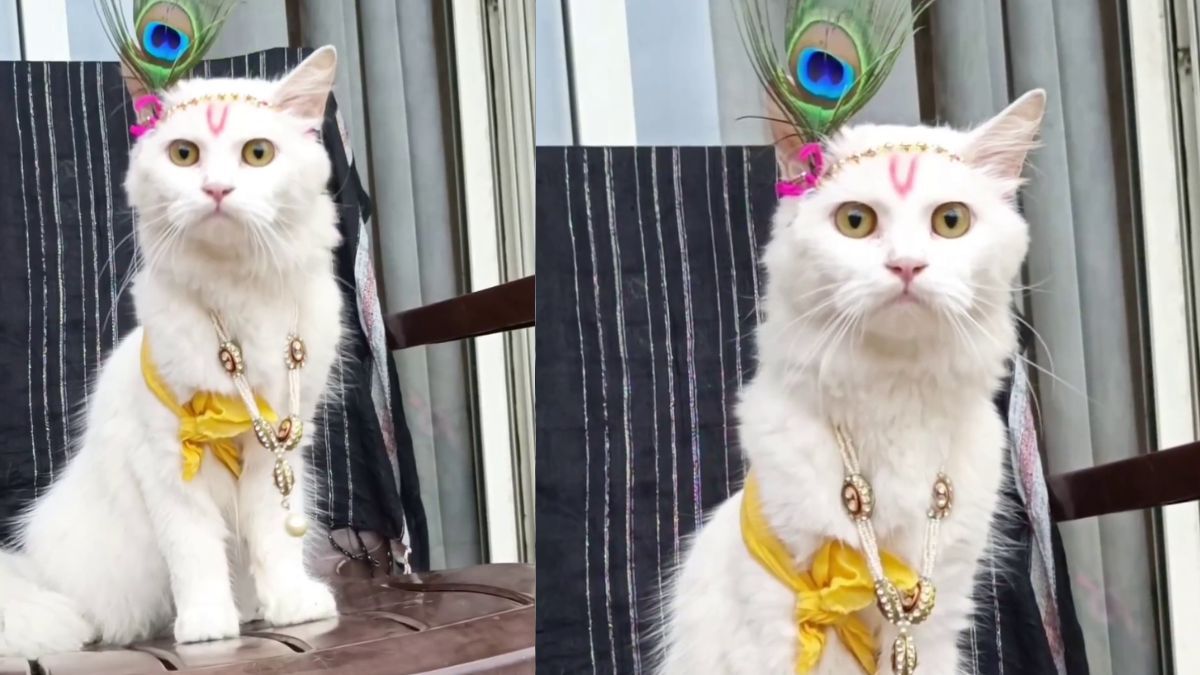 बिल्ले को भगवान कृष्ण बनाकर क्या साबित करना चाह रहे हैं Pet Parent ...