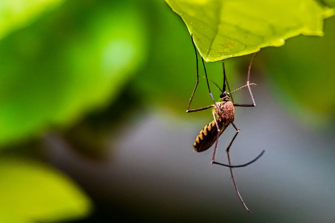5 Reasons Why Mosquitoes Bite Some People More Than Others