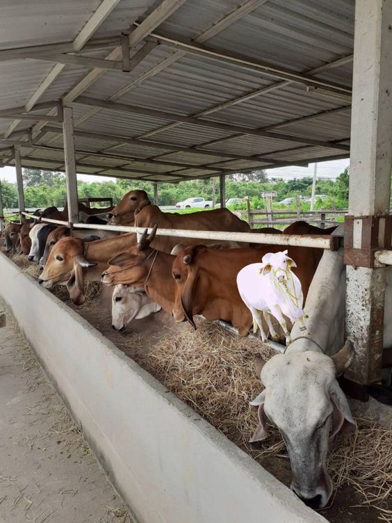 पशुओं में कैल्शियम की कमी से कौन से रोग होते हैं? - Which diseases are ...