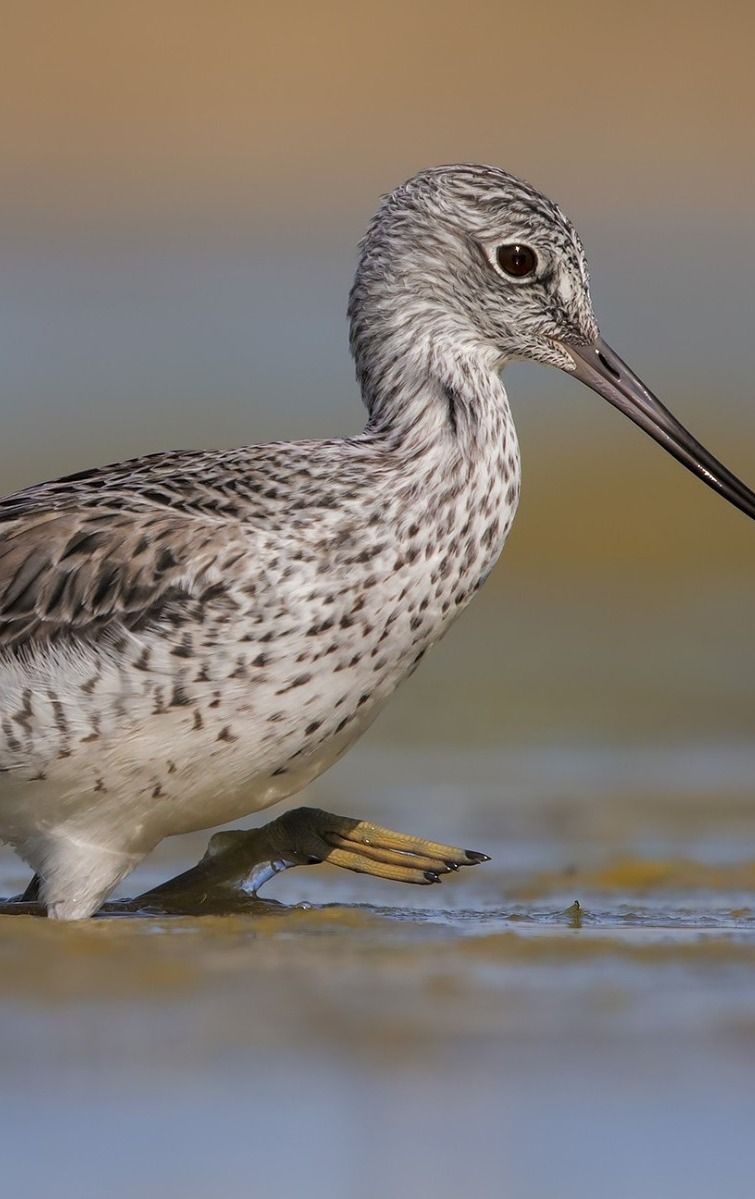 Beautiful Shorebirds of India